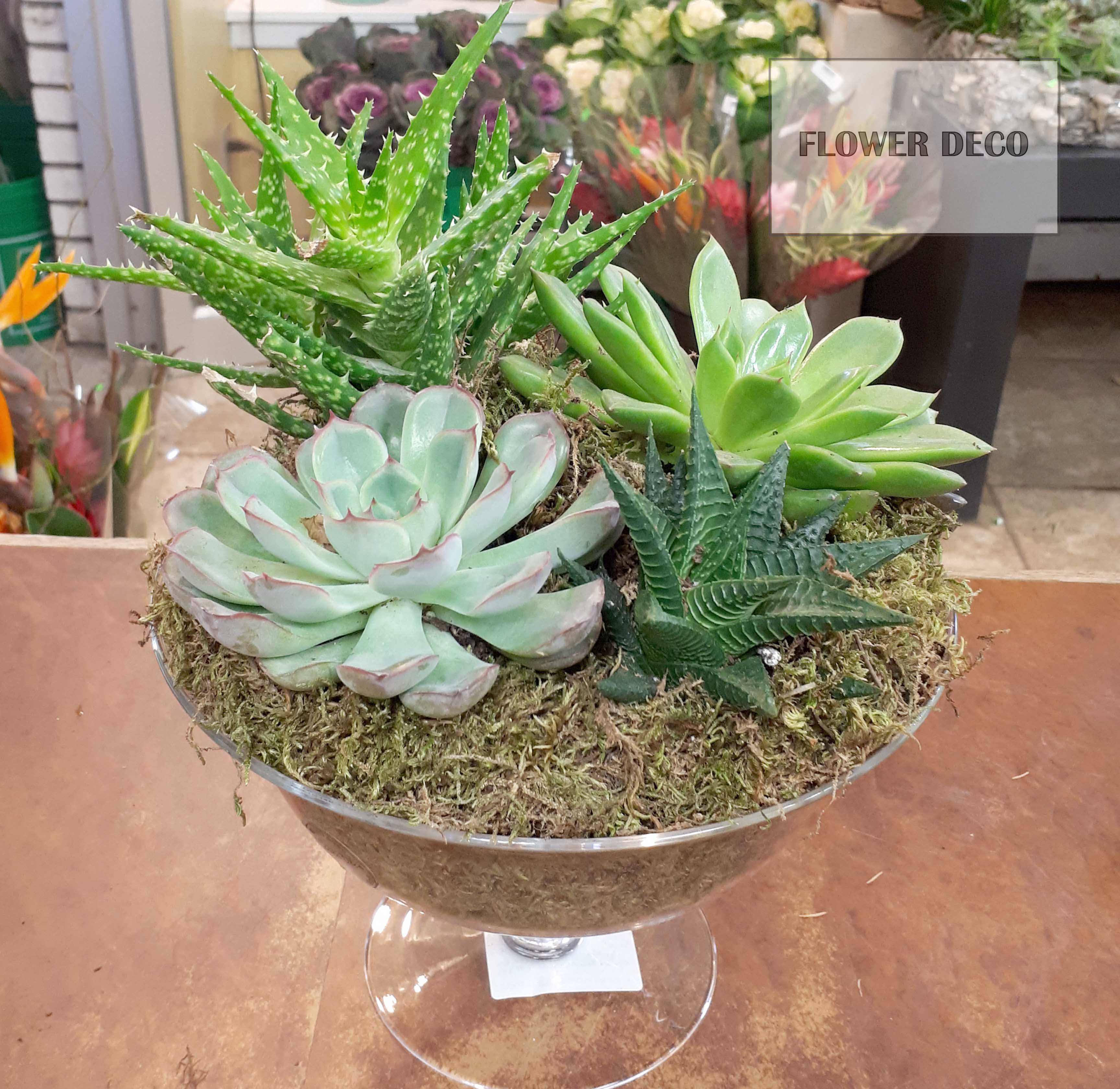 Succulent Deco – Flower Deco